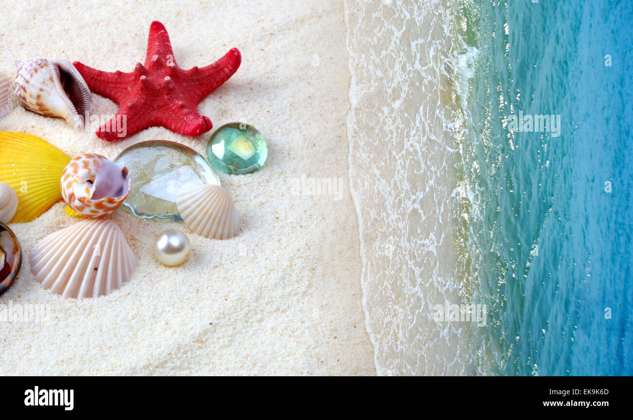 sea shells on sand beach Stock Photo - Alamy