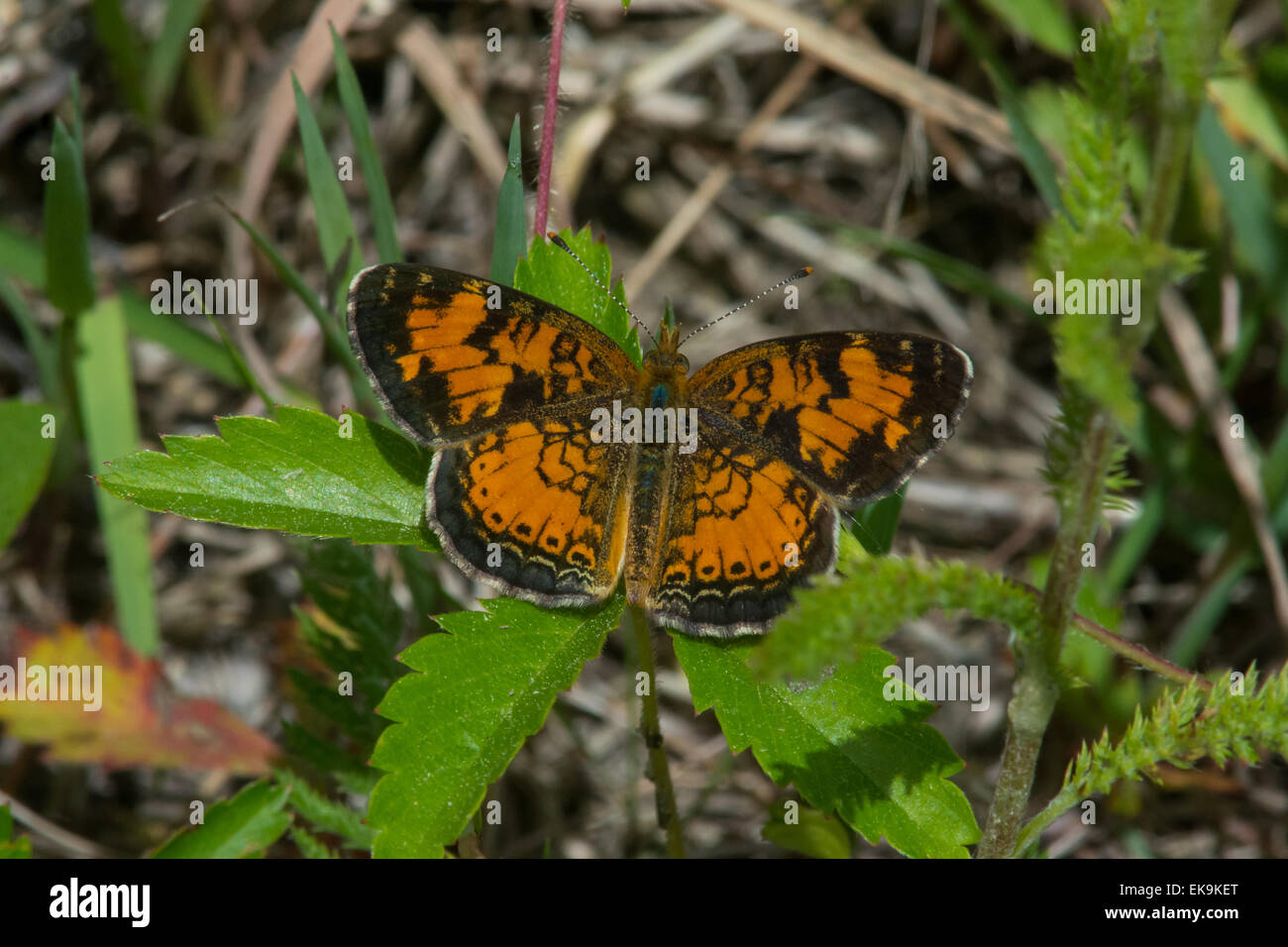 Northern Crescent butterfly perched on a plant in Wisconsin Stock Photo ...