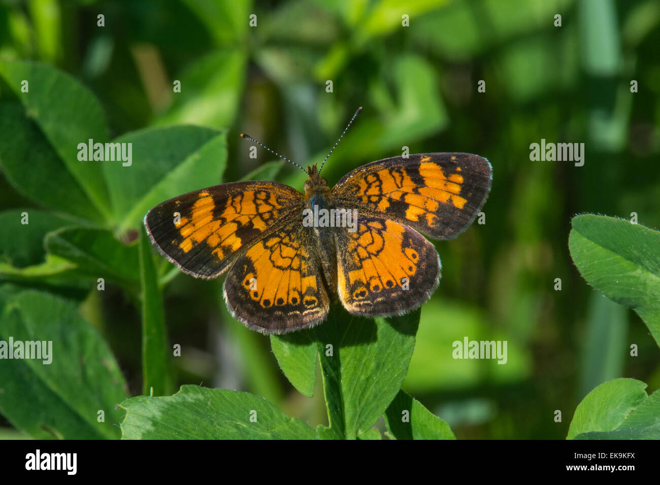 Pearl crescent butterfly hi-res stock photography and images - Alamy