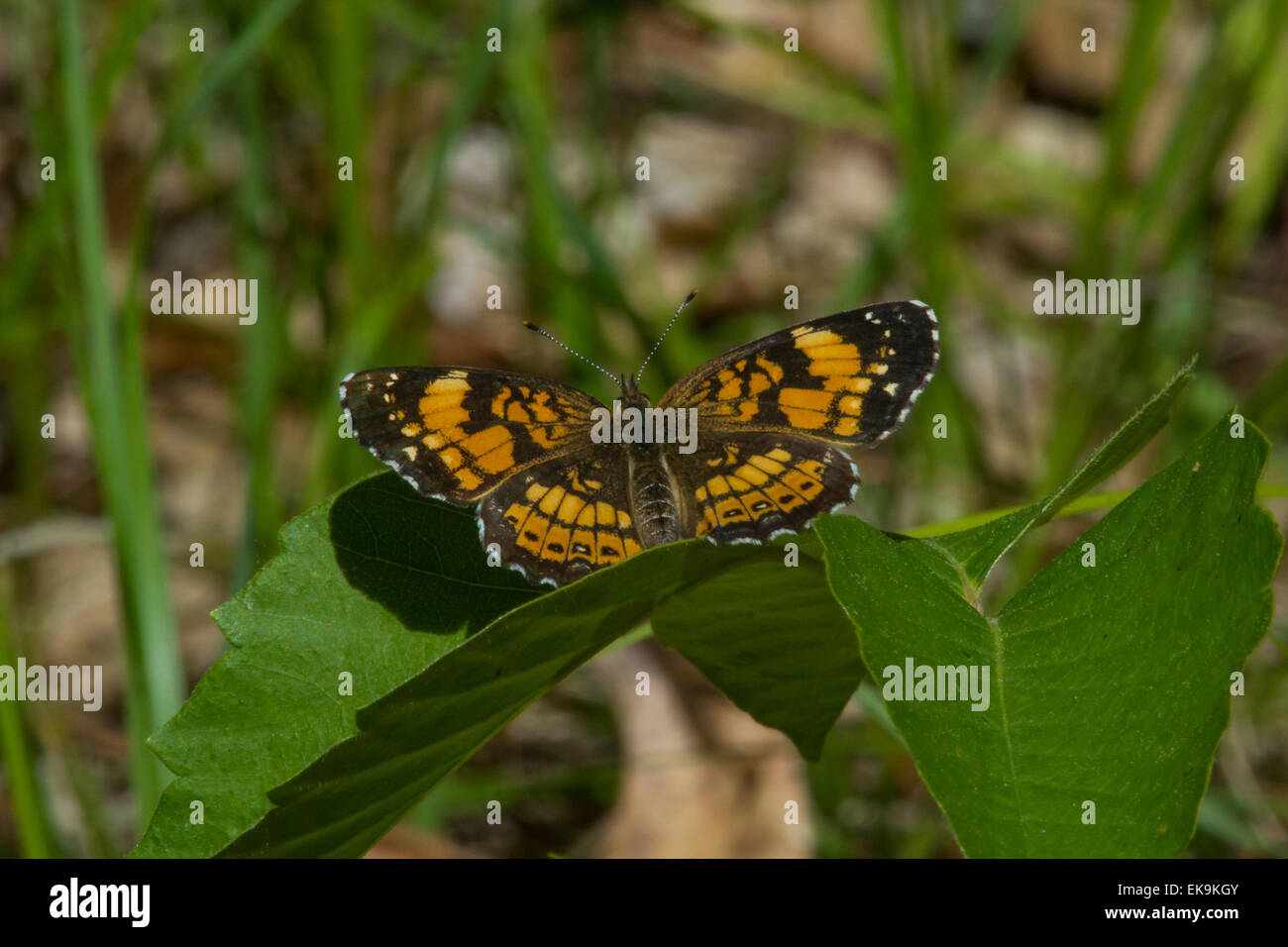 Silvery checkerspot butterfly hi-res stock photography and images - Alamy