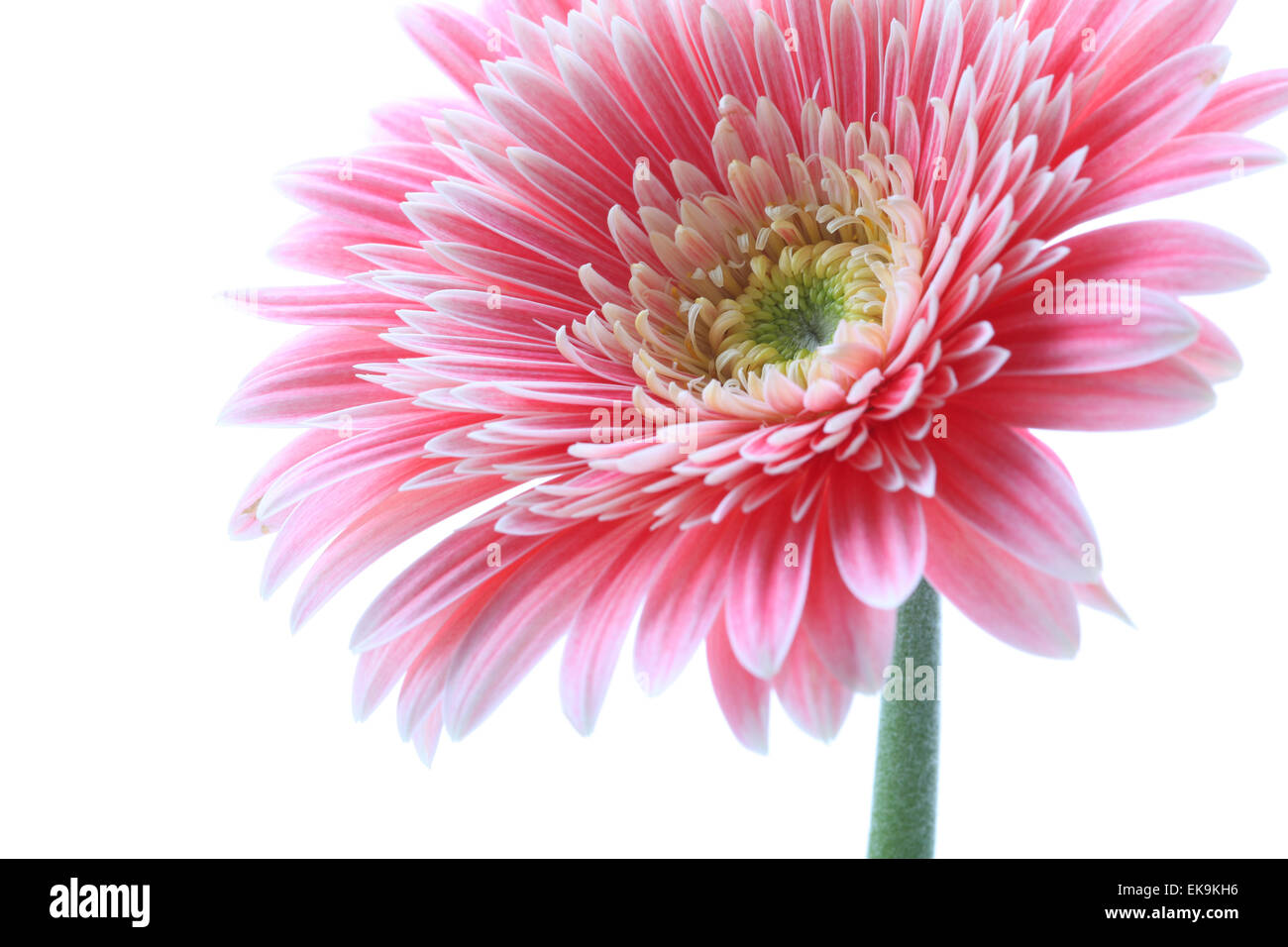 gerbera flower closeup Stock Photo - Alamy
