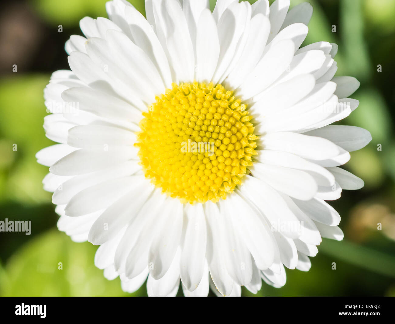 White daisy landscape hi-res stock photography and images - Alamy