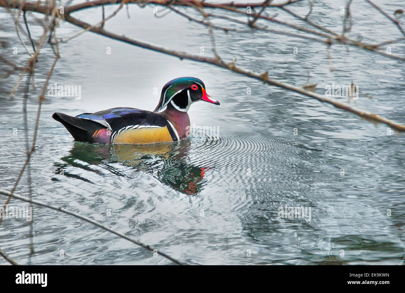 Wood Duck(s) (Aix sponsa Stock Photo - Alamy