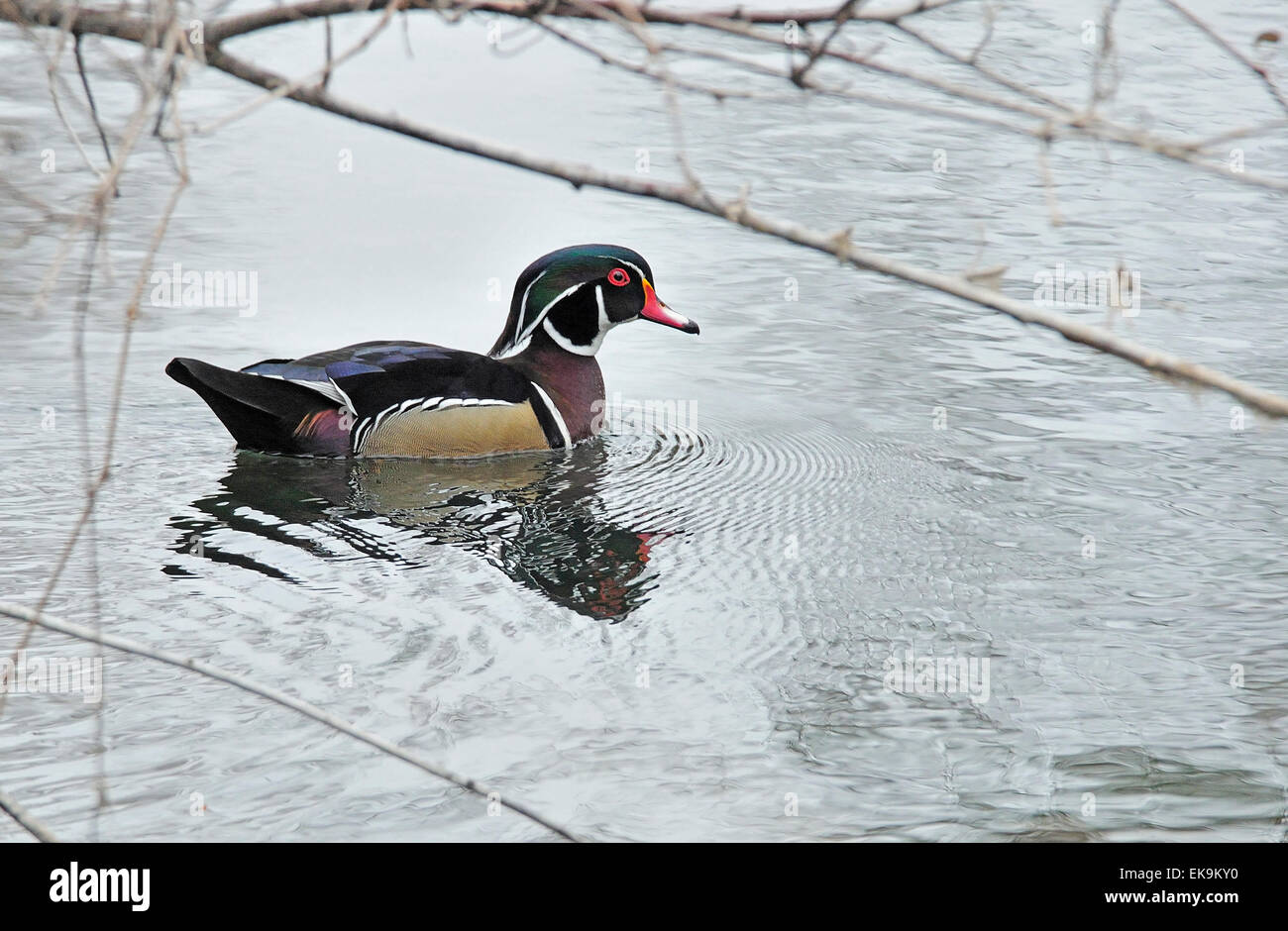 Wood Duck(s) (Aix sponsa Stock Photo - Alamy
