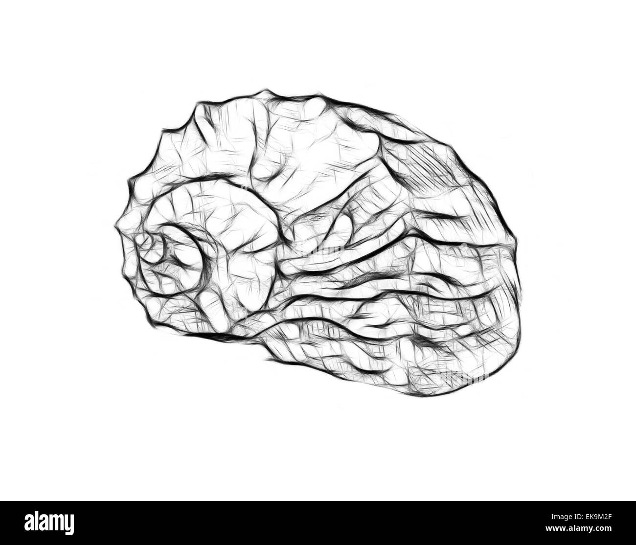 Illustrations Object Drawing Shell Seashell Black and White Stock ...