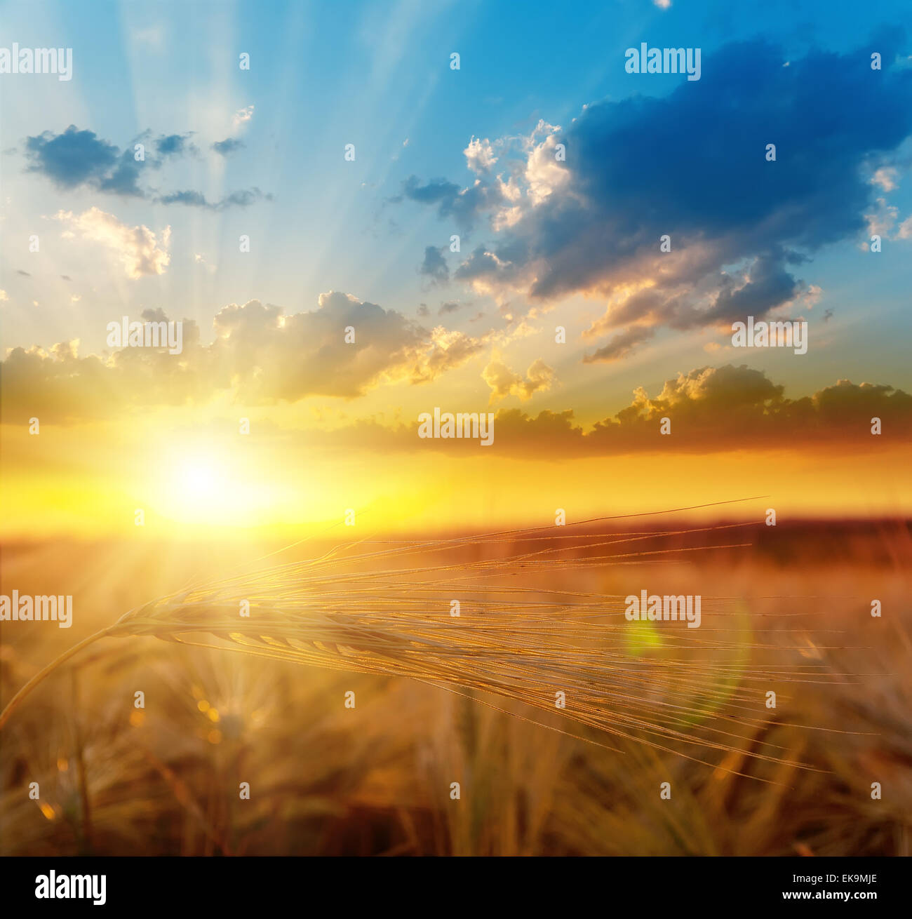 Barley end hi-res stock photography and images - Alamy