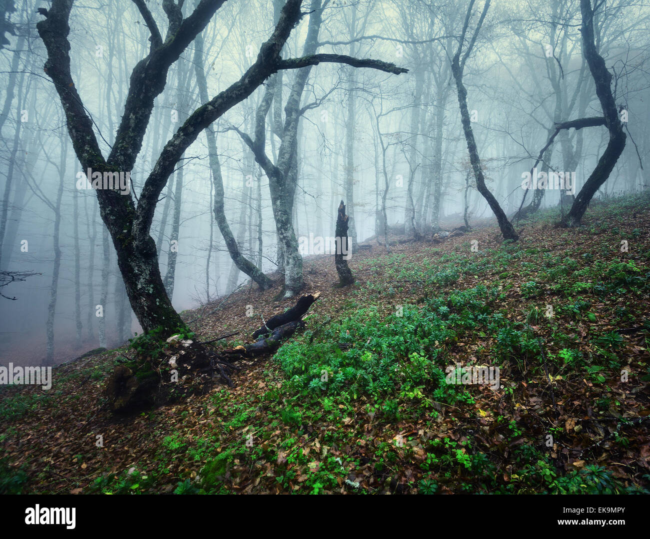 Mysterious dark autumn forest in blue fog with orange leaves, green plants, trees and branches ...