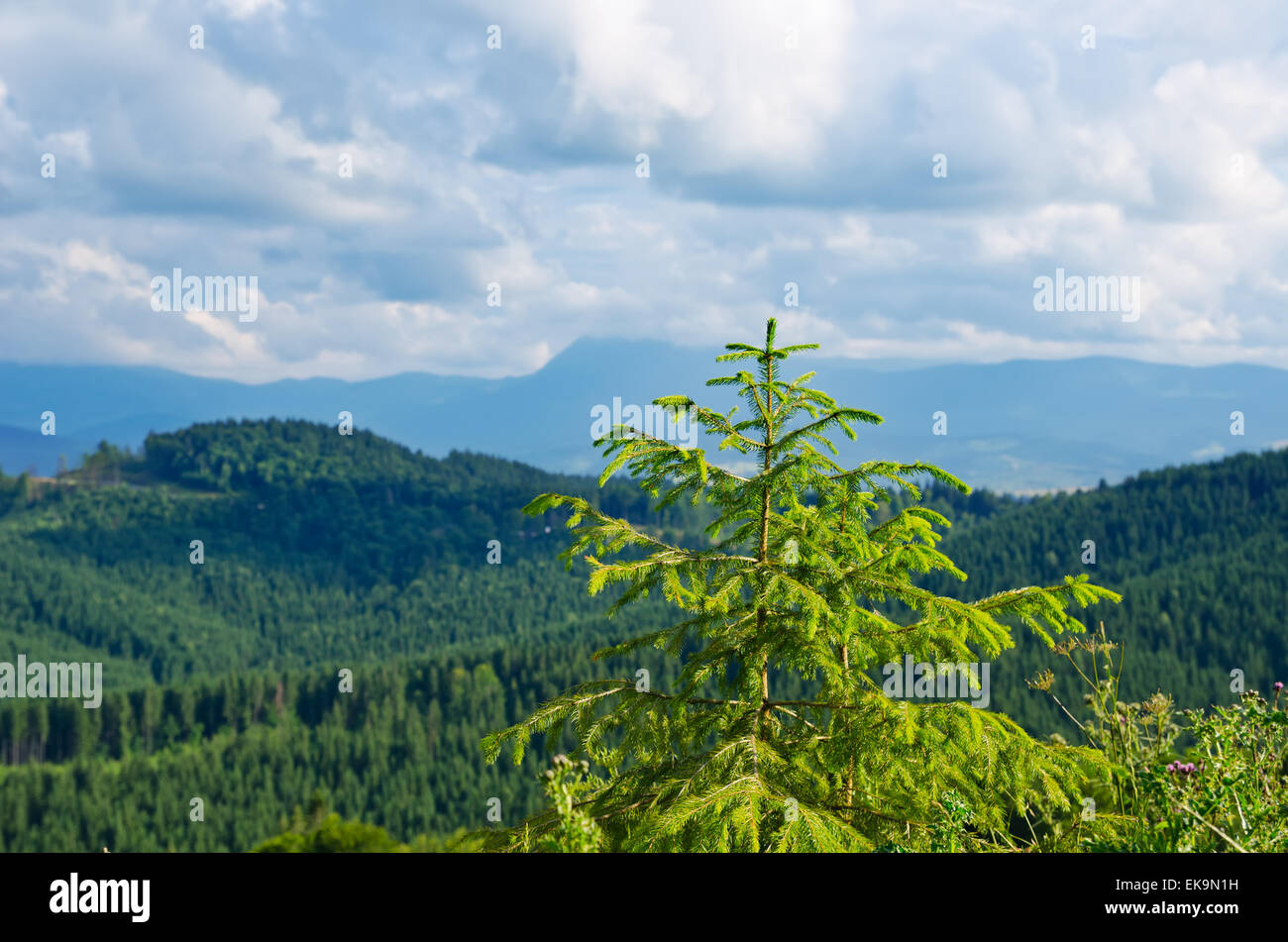 Pine tree closeup over mountain Carpathians Stock Photo - Alamy
