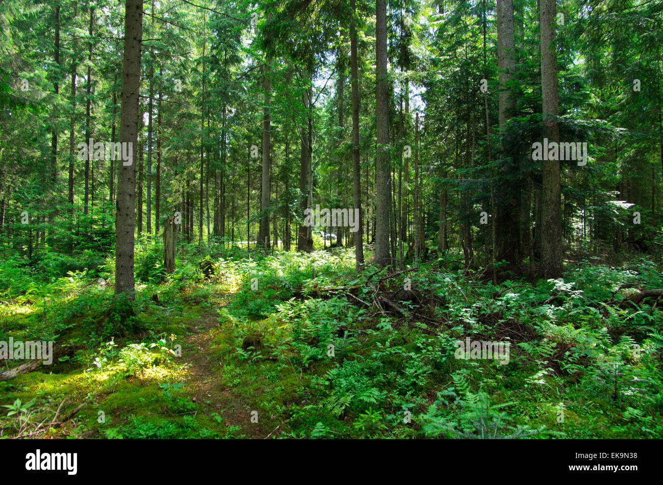 Green forest forest hi-res stock photography and images - Alamy