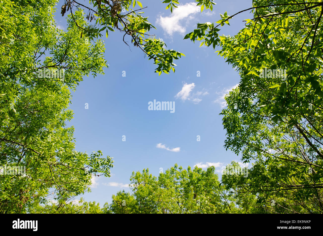 natural frame in wood Stock Photo - Alamy