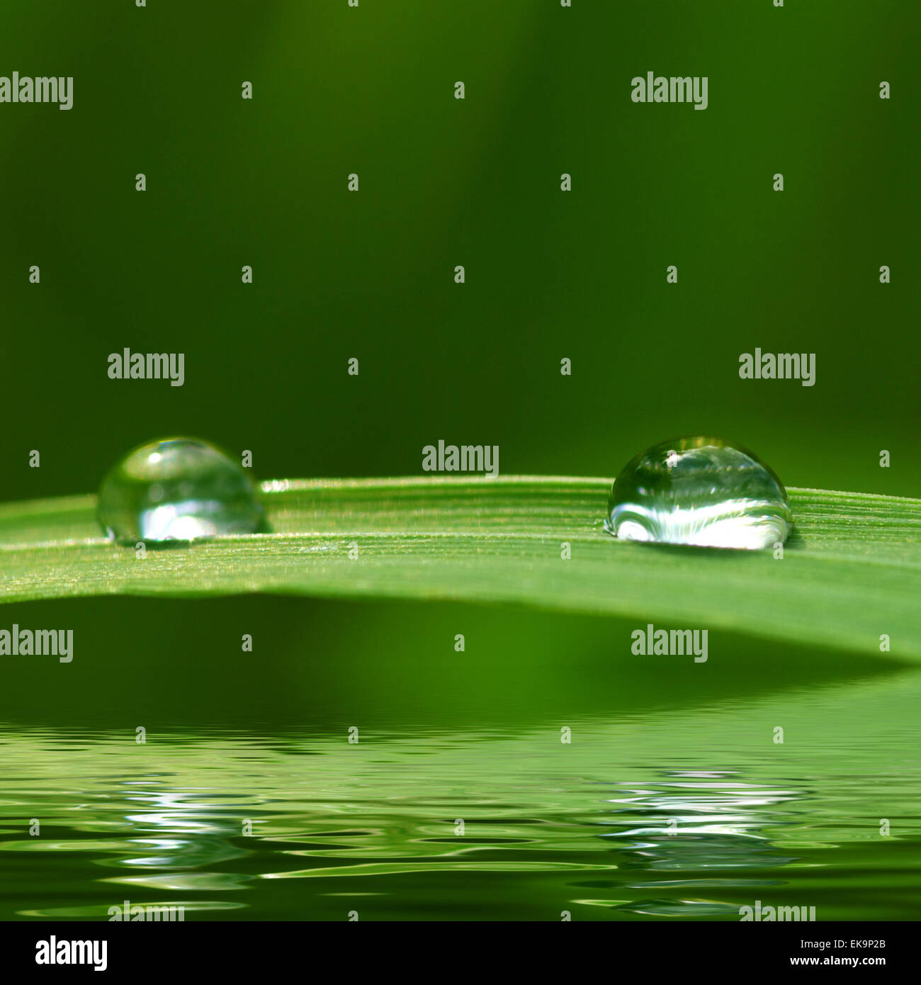 drop on grass Stock Photo - Alamy