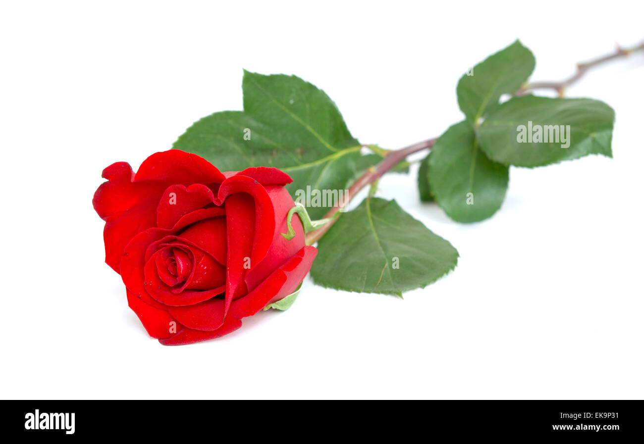 Simple rose Cut Out Stock Images & Pictures - Alamy