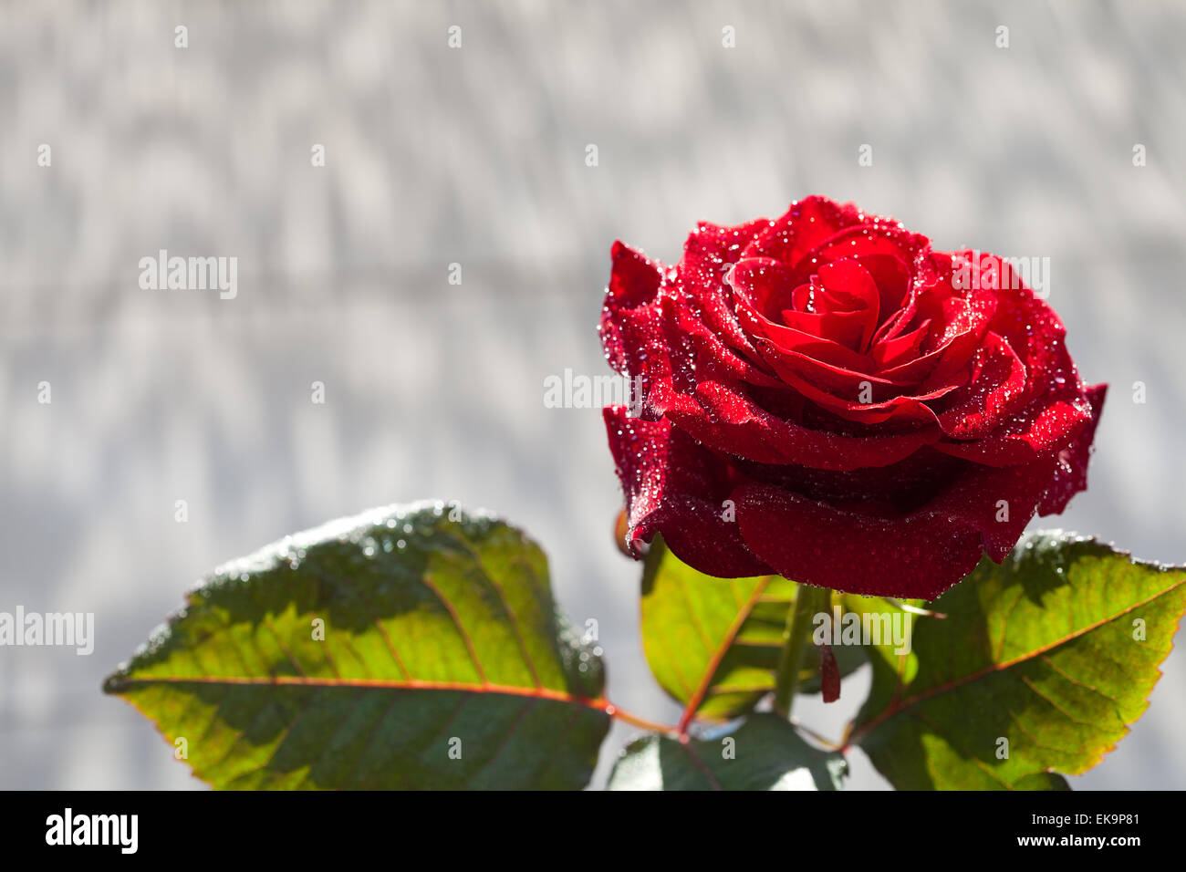 big beautiful red rose on a background of nature Stock Photo - Alamy