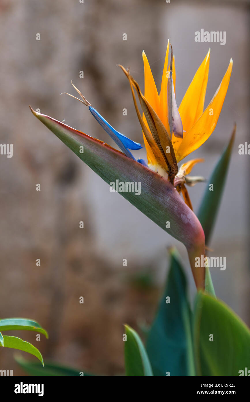 Strelitzia flower hi-res stock photography and images - Alamy