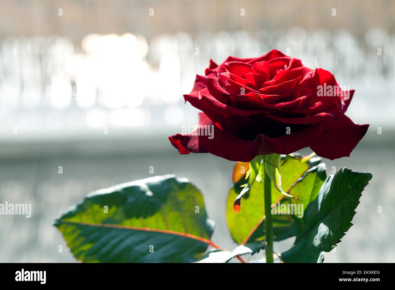 big beautiful red rose on a background of nature Stock Photo - Alamy