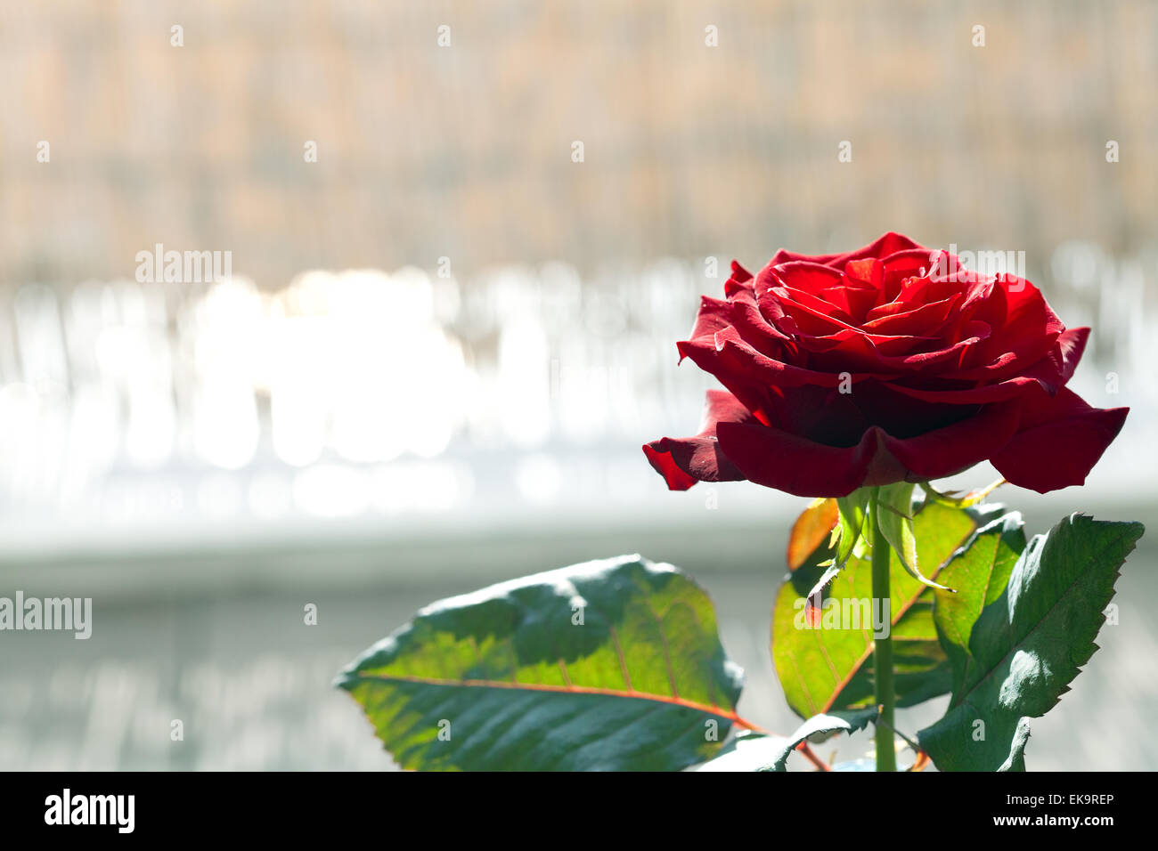 big beautiful red rose on a background of nature Stock Photo - Alamy