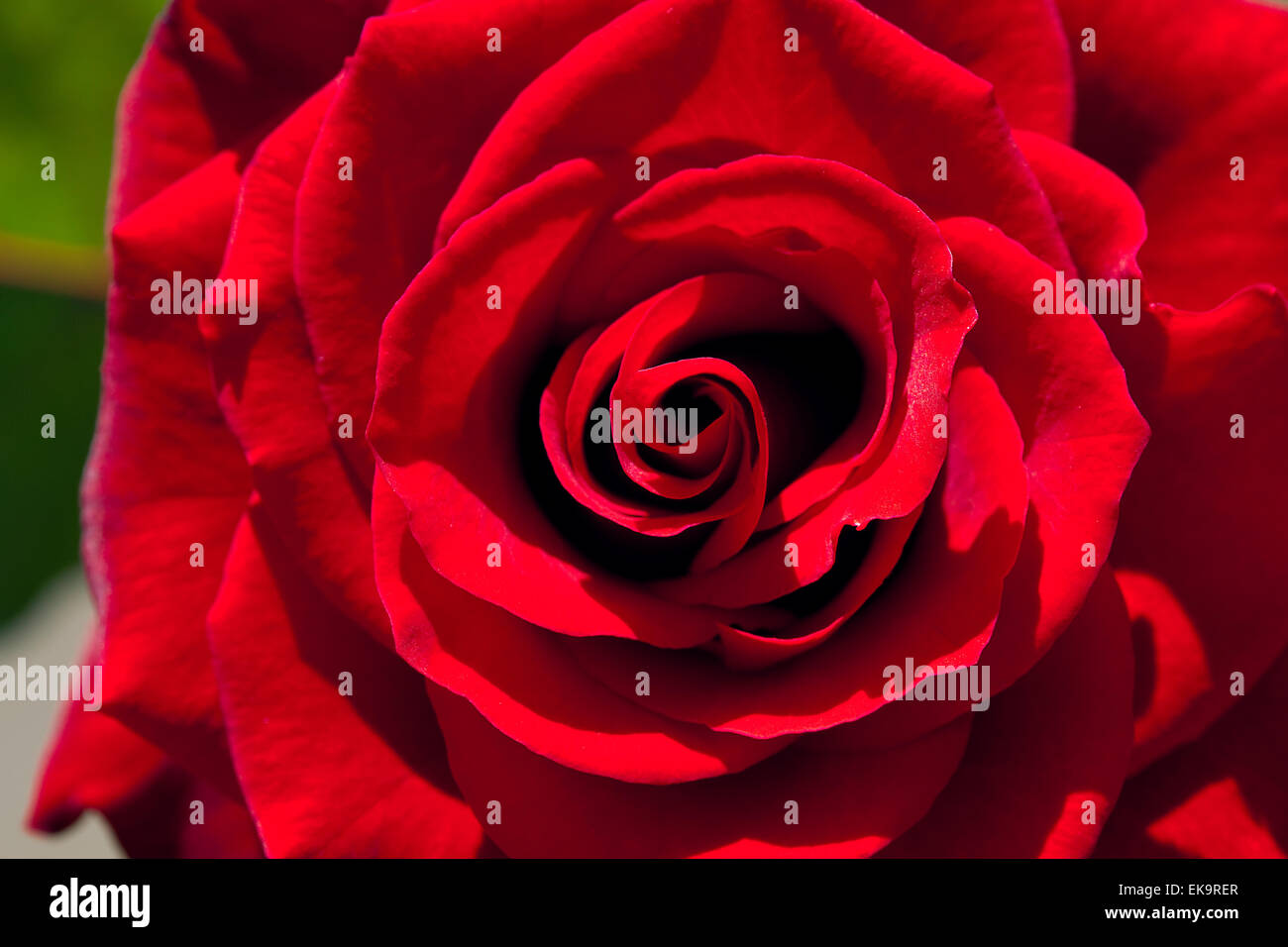 background of the big beautiful red roses Stock Photo - Alamy