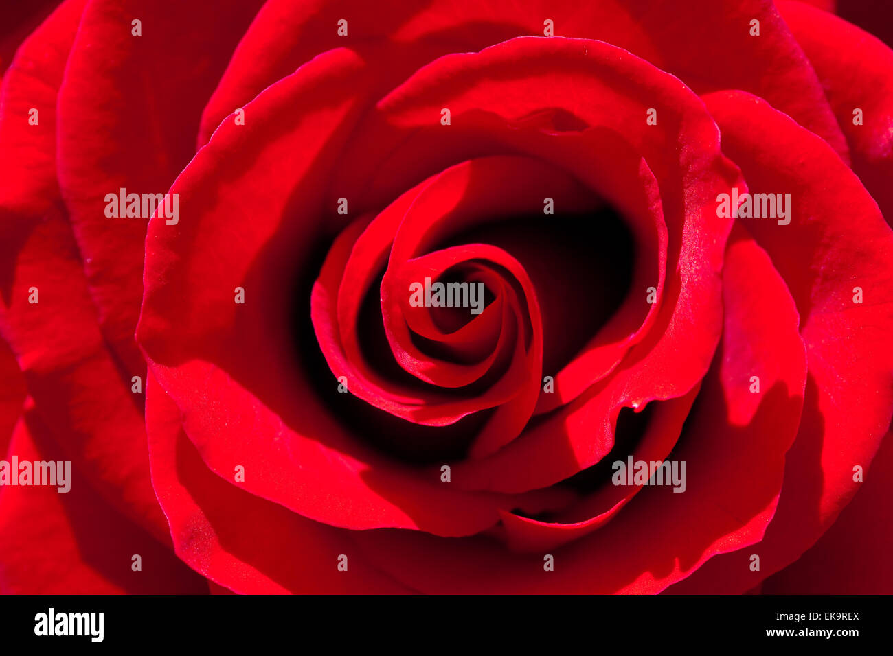 background of the big beautiful red roses Stock Photo - Alamy