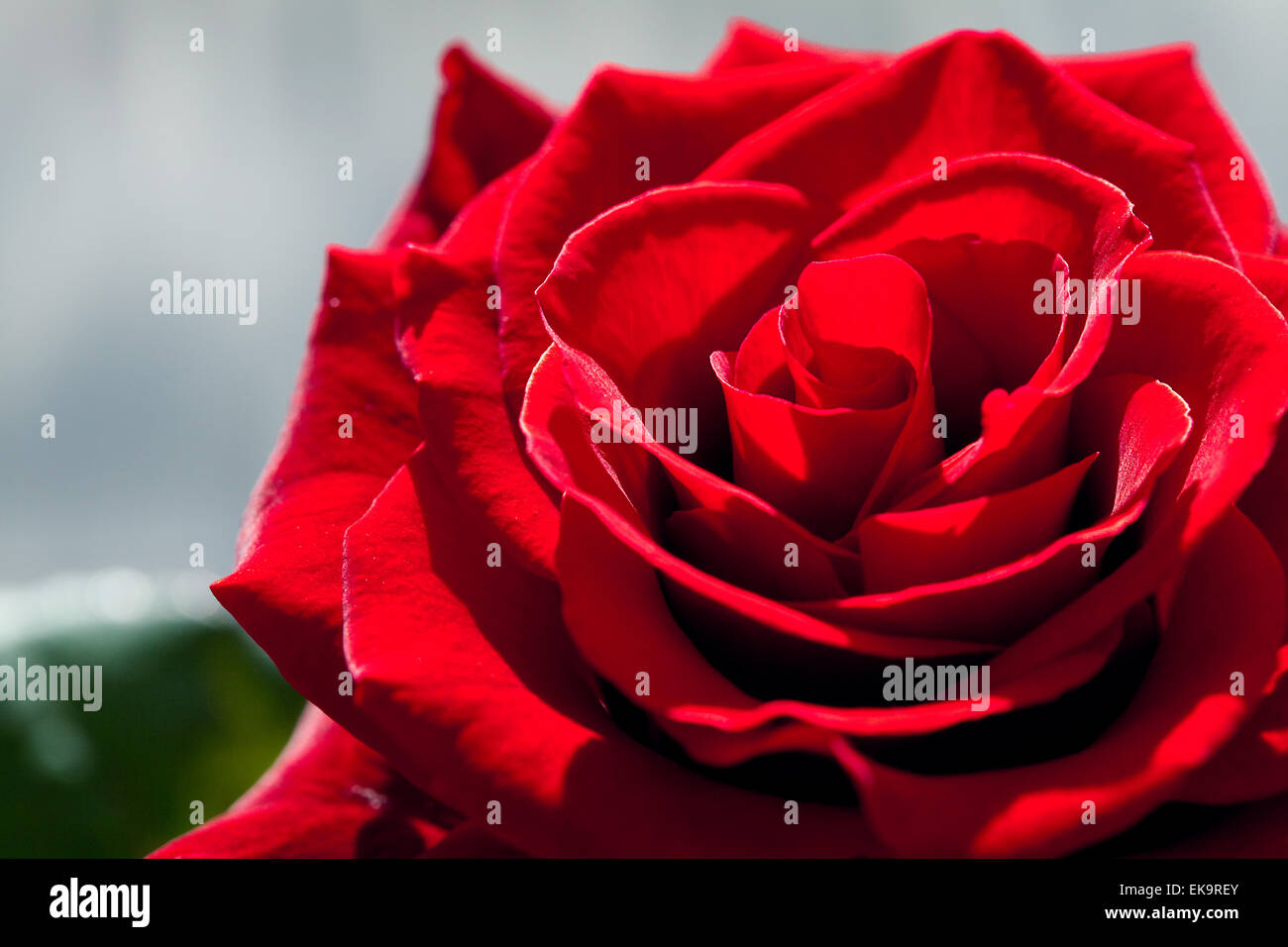 background of the big beautiful red roses Stock Photo - Alamy