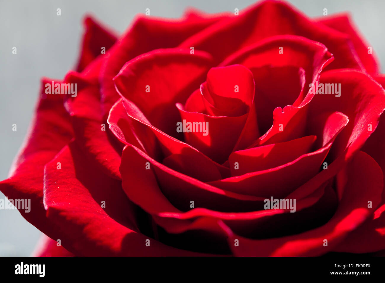 background of the big beautiful red roses Stock Photo - Alamy