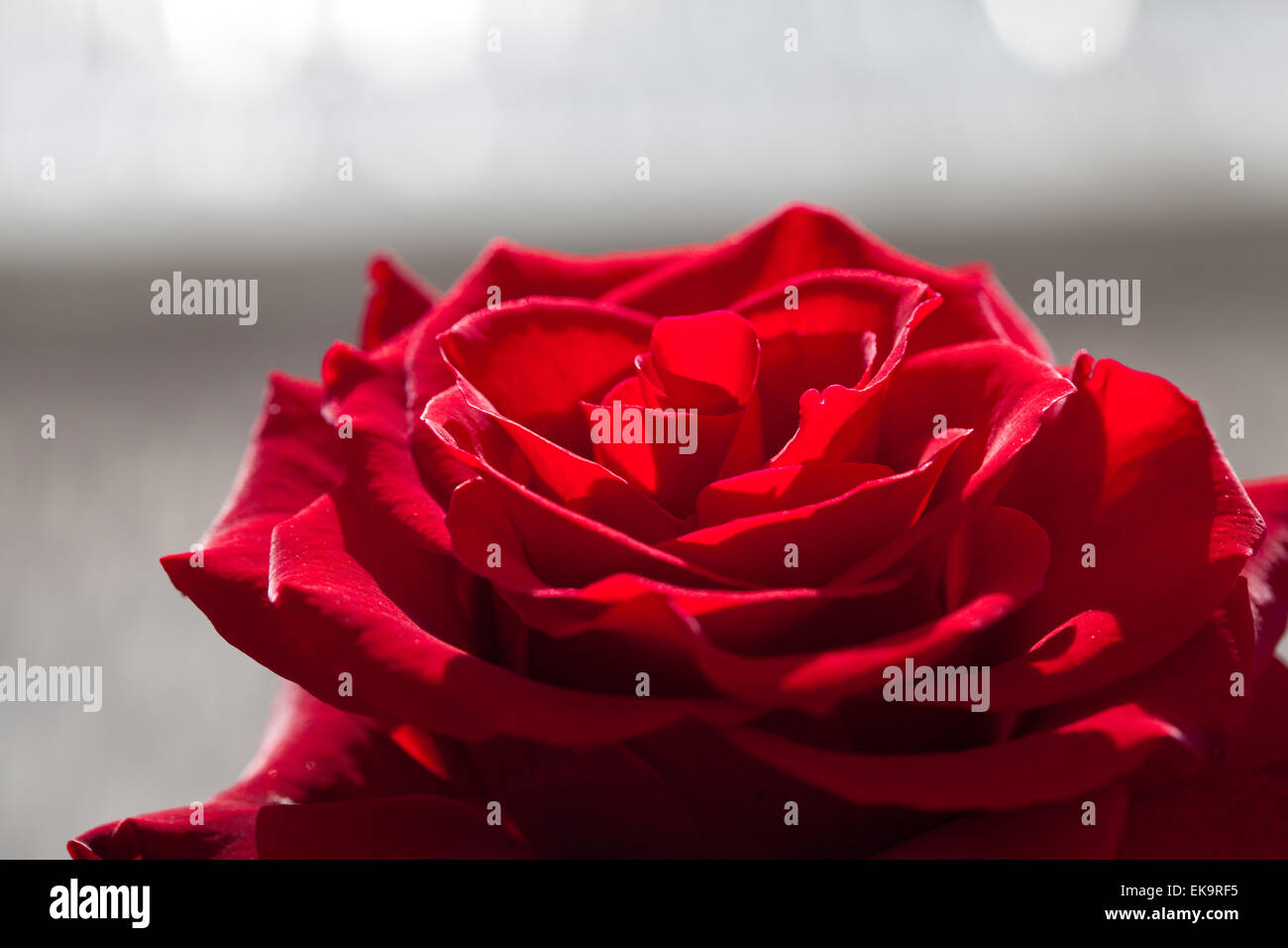 background of the big beautiful red roses Stock Photo - Alamy