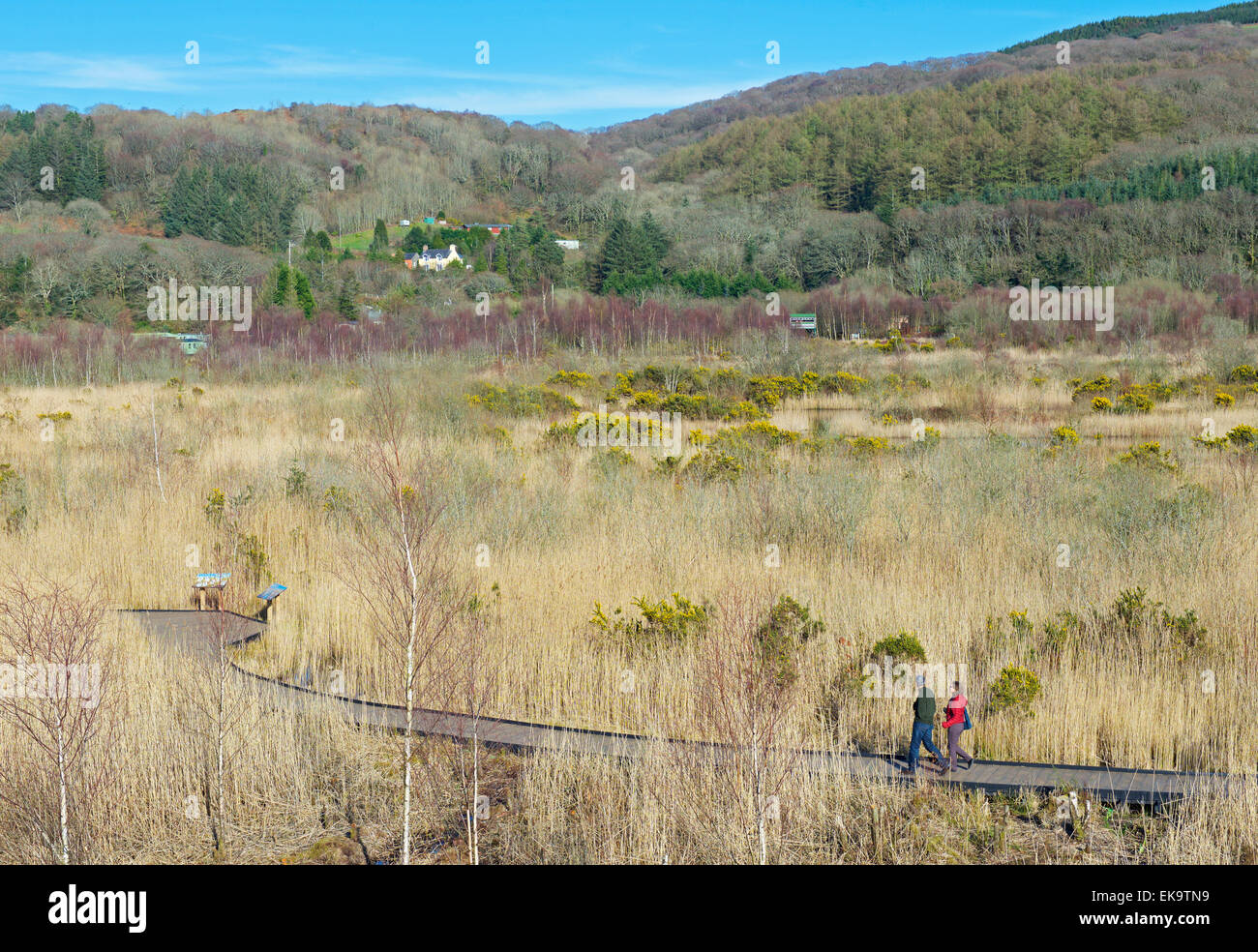 Cors Dyfi, a nature reserve run by the Montgomery Wildlife Trust, near ...