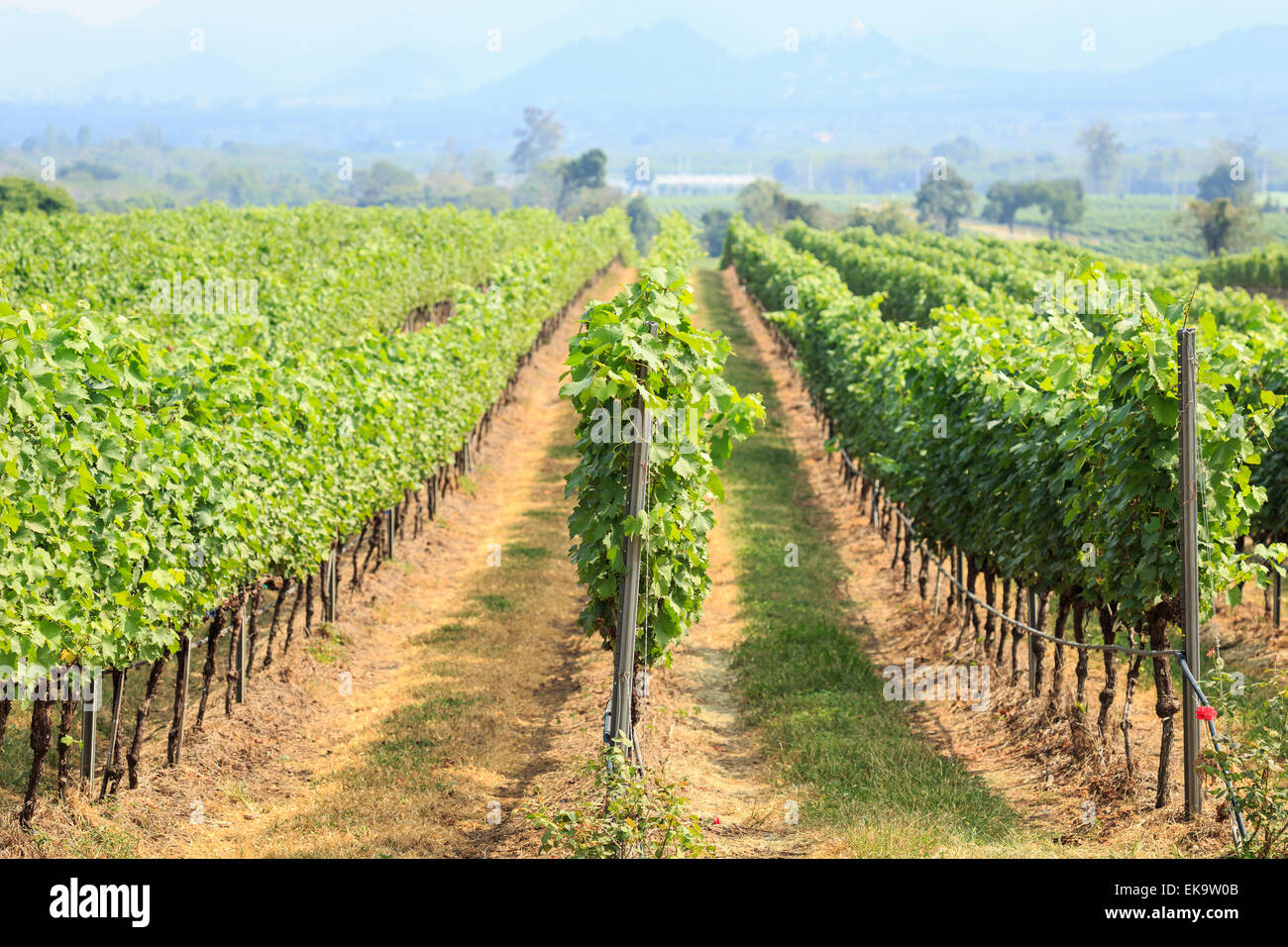vineyard field in Thailand Stock Photo - Alamy