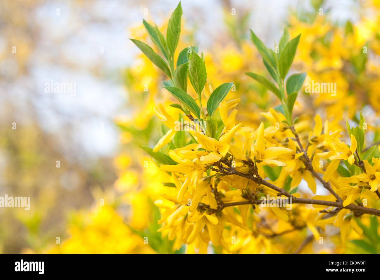 young spring green foliage and yellow flowers Stock Photo - Alamy