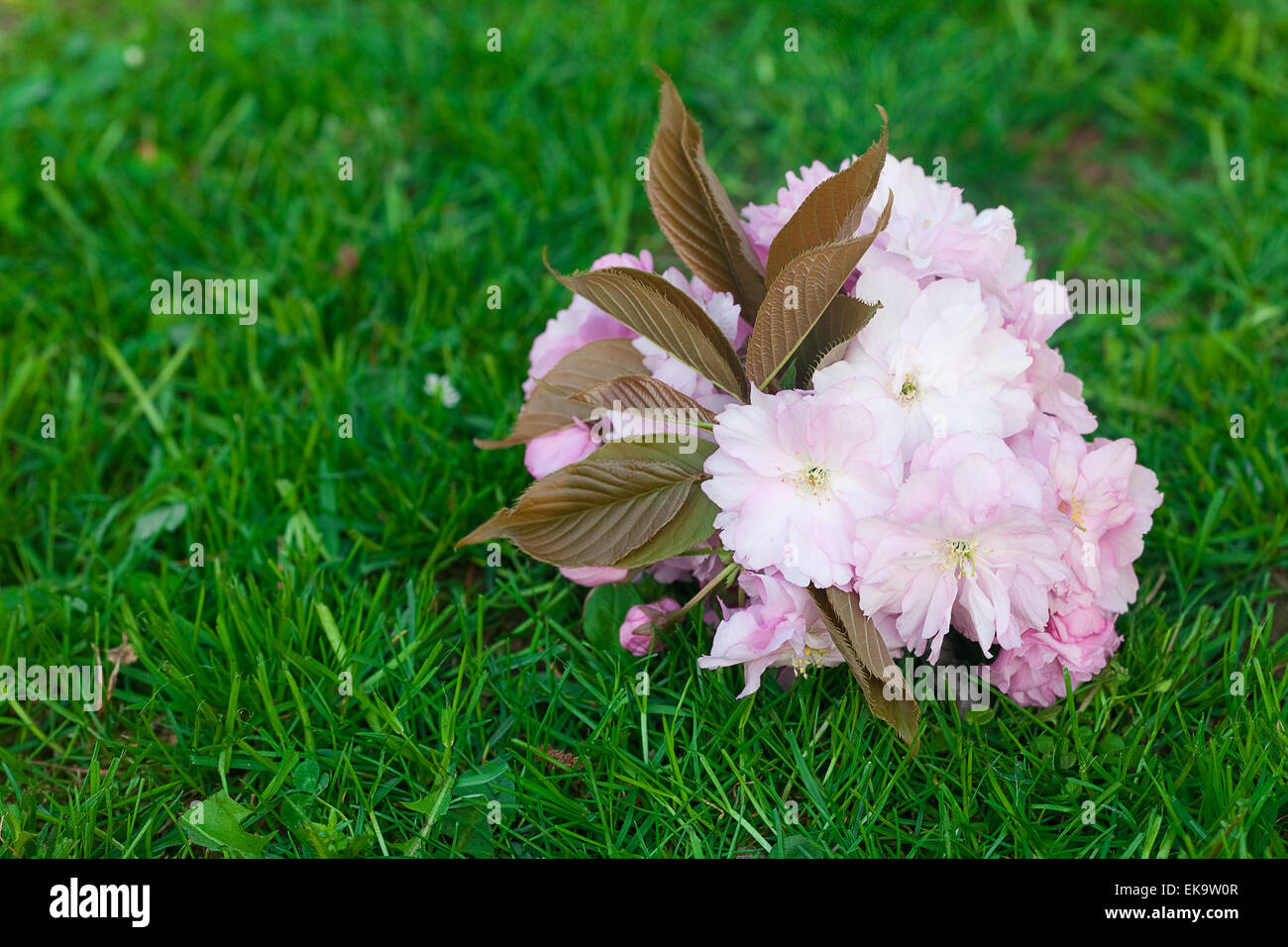 background of spring green grass and flower sakura Stock Photo - Alamy