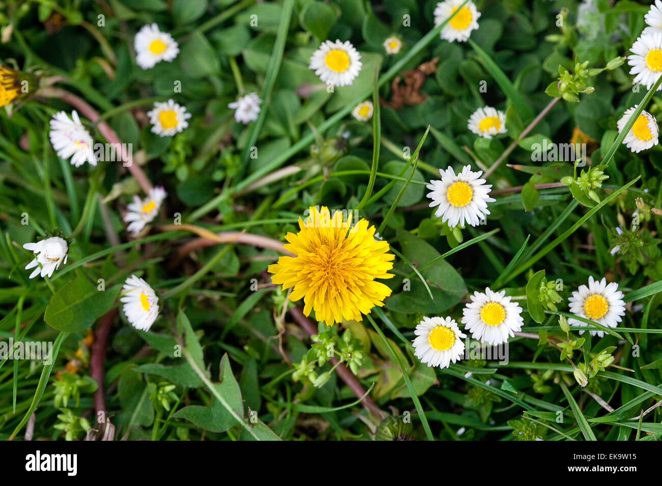 background of dandelions, green grass and daisies Stock Photo - Alamy