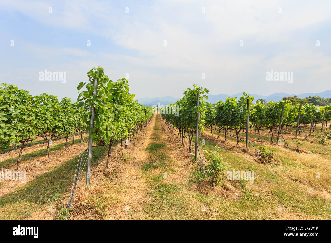 vineyard field in Thailand Stock Photo - Alamy