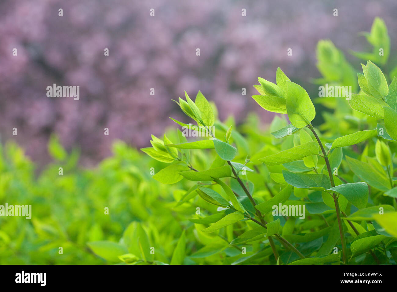 young spring green foliage Stock Photo - Alamy
