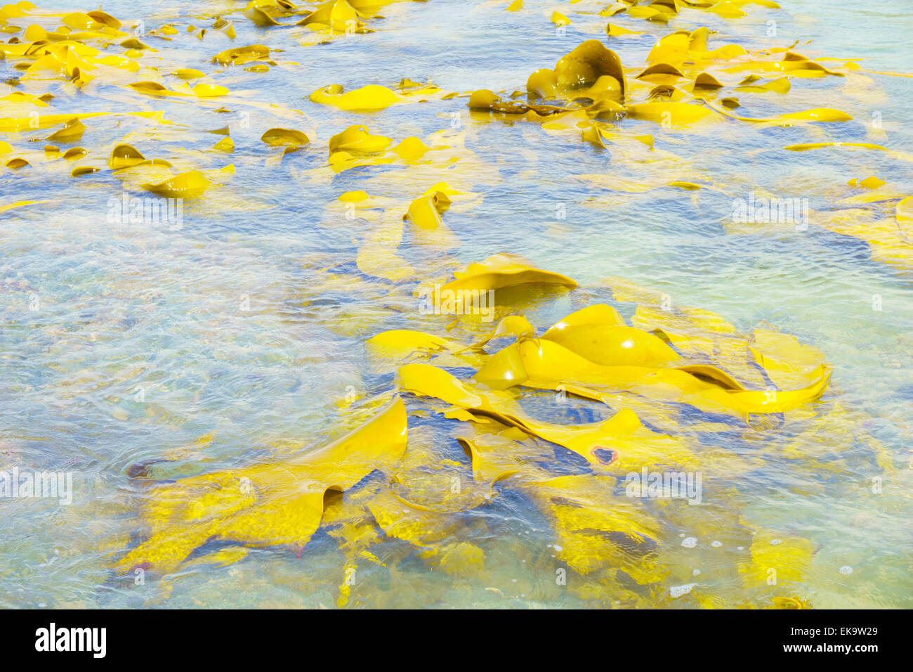 Giant kelp at Stirling Point, South Island. Kelp grows in these cold ...