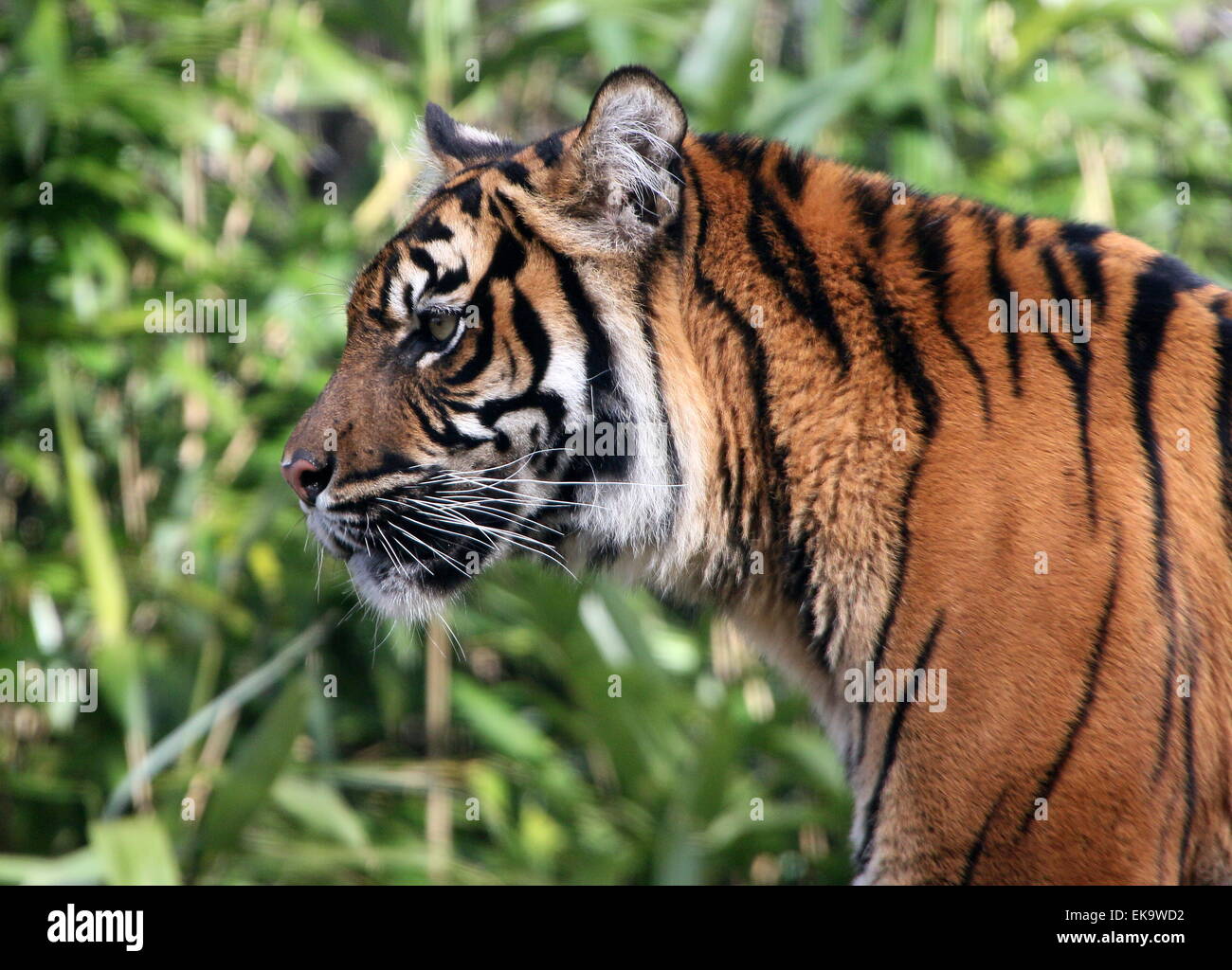 Tigre De Sumatra High Resolution Stock Photography and Images - Alamy