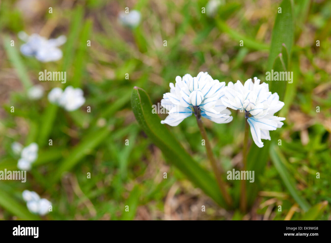blue snowdrop on the background of green grass Stock Photo - Alamy