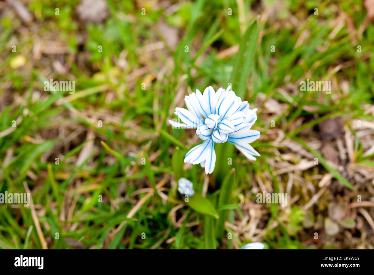 Blue snowdrop hi-res stock photography and images - Alamy