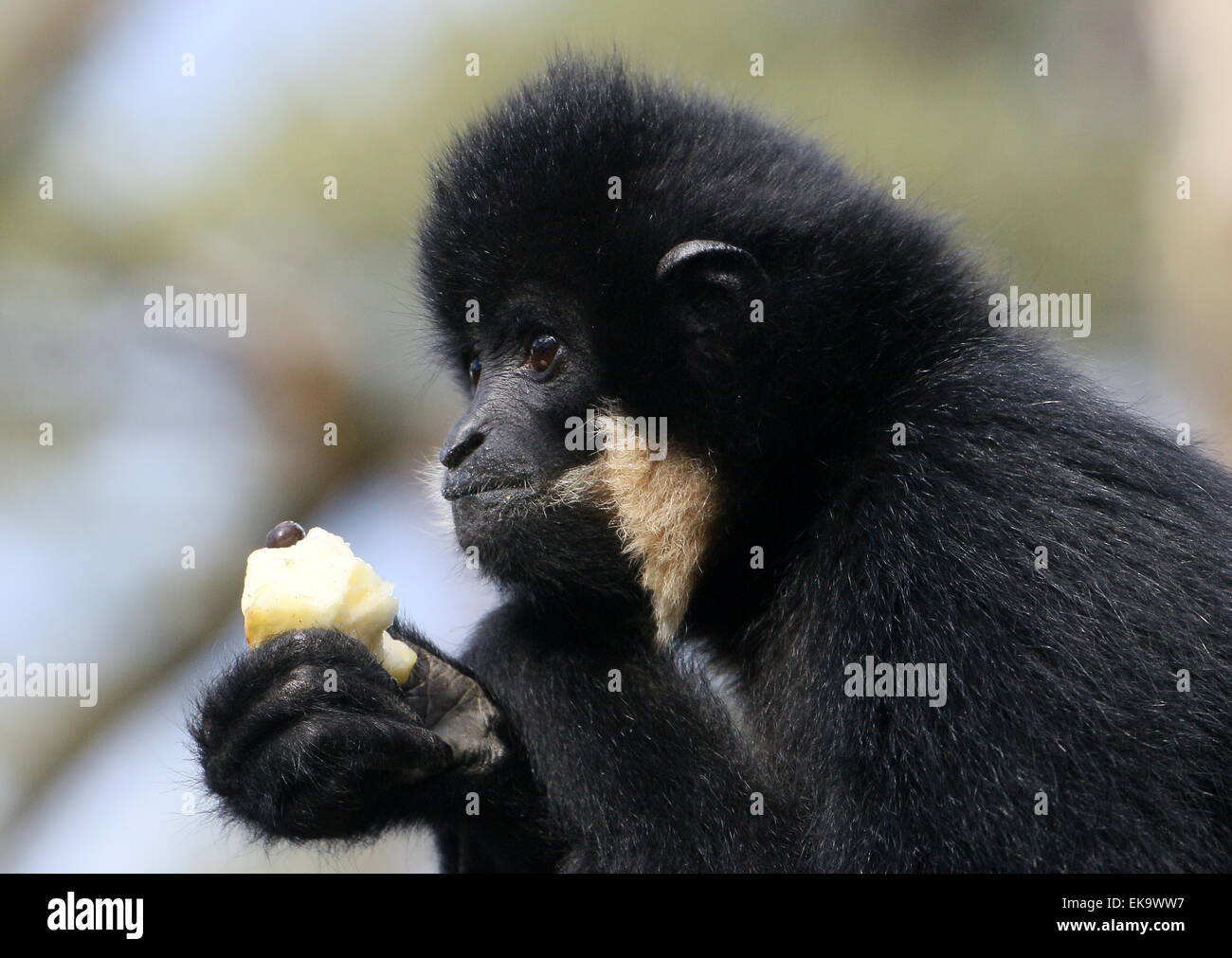 Male Yellow cheeked gibbon (Nomascus gabriellae), a.k.a. golden cheeked ...