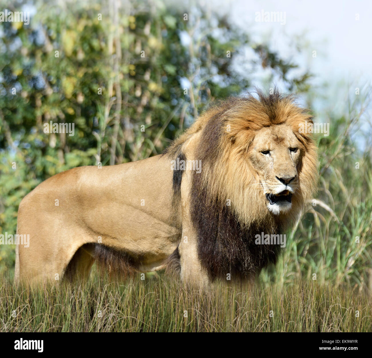 Male lion picture hi-res stock photography and images - Alamy