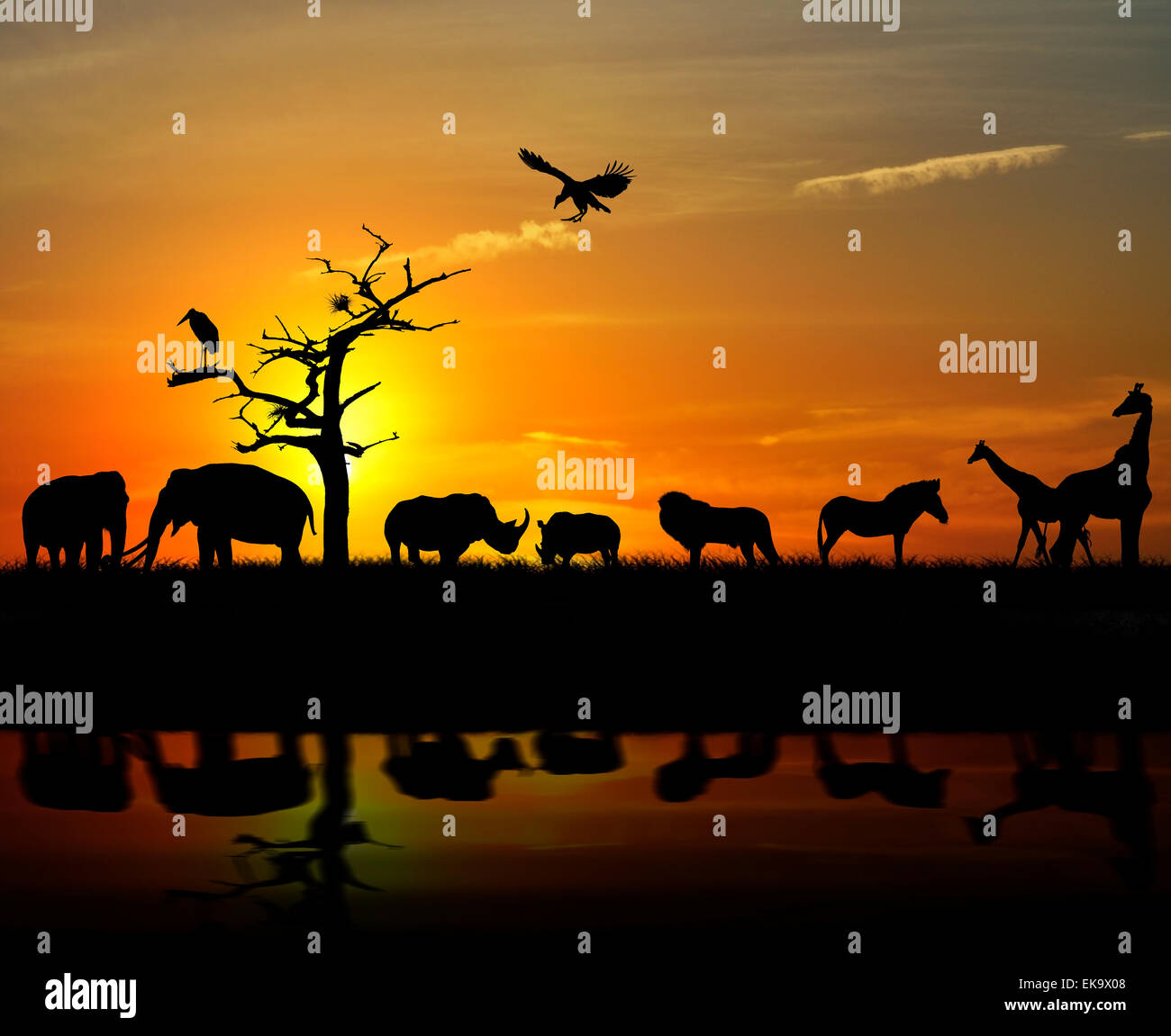 African wild animals hi-res stock photography and images - Alamy