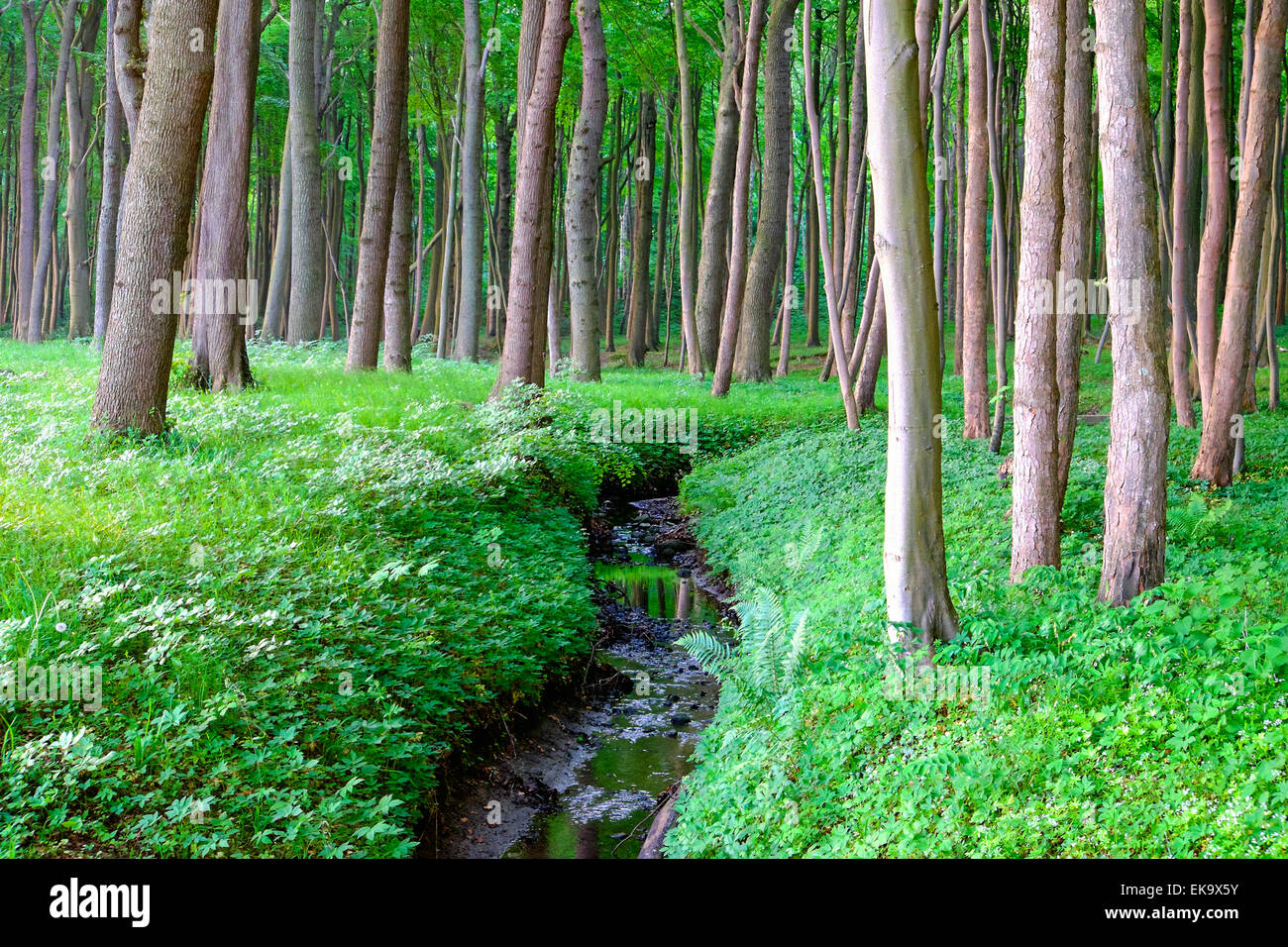 A beech tree forest with a small creek Stock Photo - Alamy