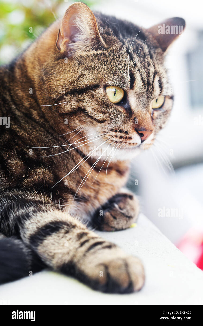 portrait of a beautiful striped cat outdoor Stock Photo - Alamy
