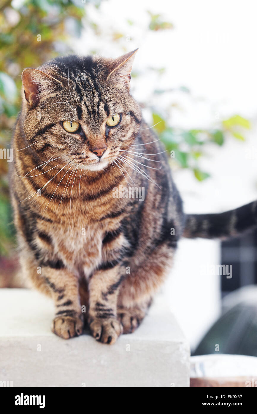 portrait of a beautiful striped cat outdoor Stock Photo - Alamy