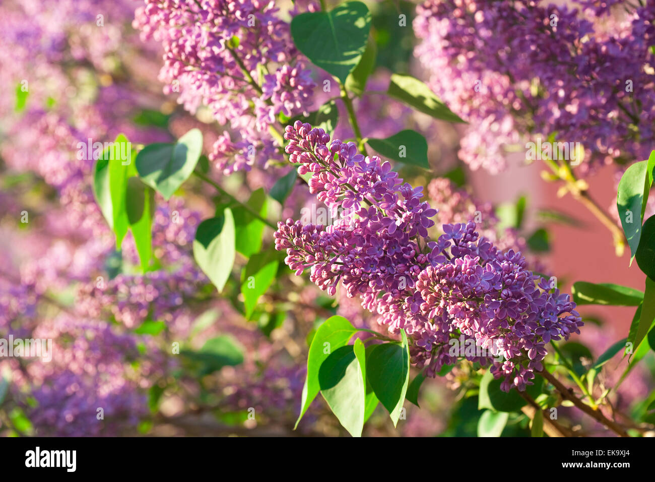 bushes of a blooming spring lilac Stock Photo - Alamy