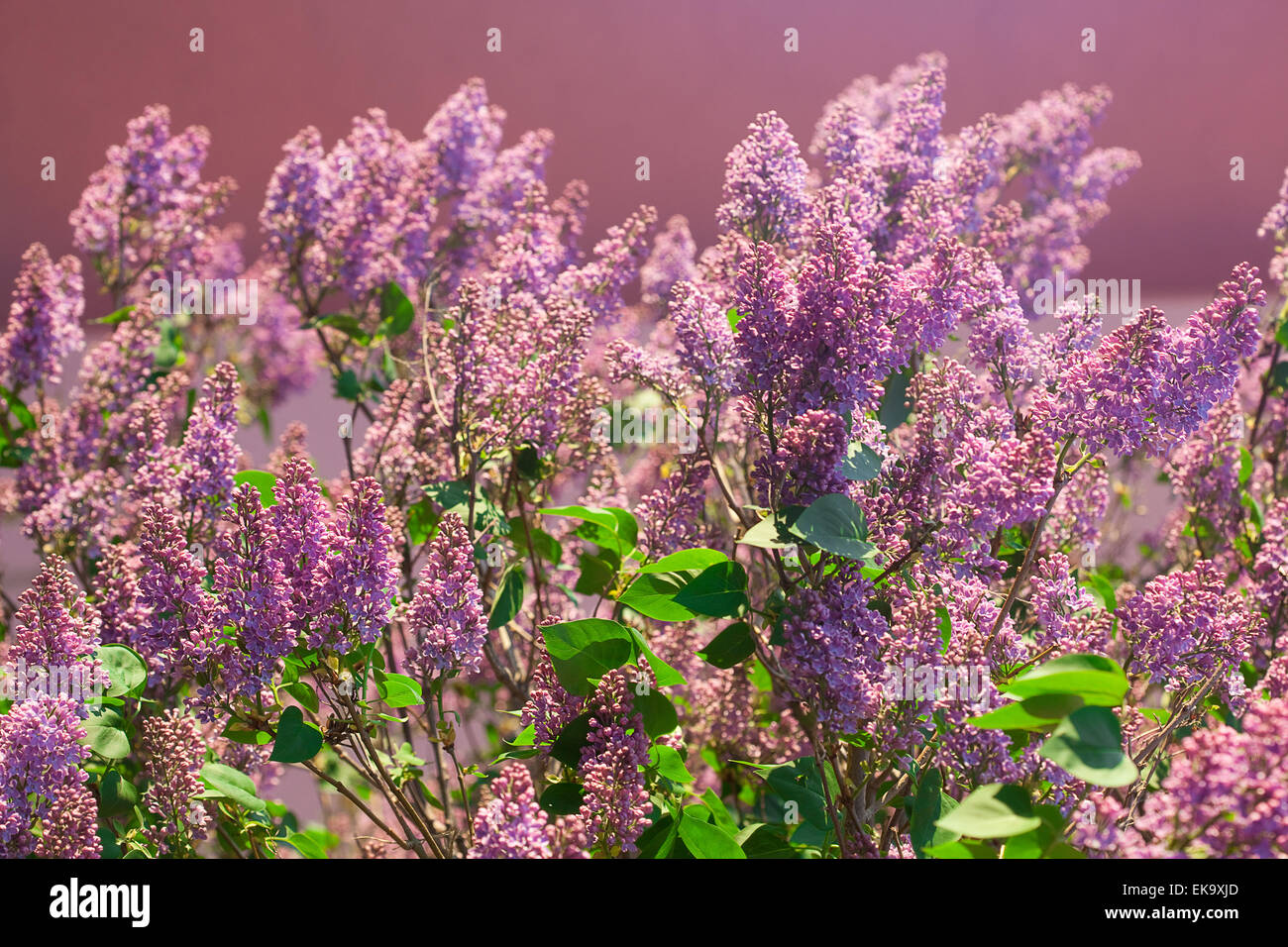 bushes of a blooming spring lilac Stock Photo - Alamy