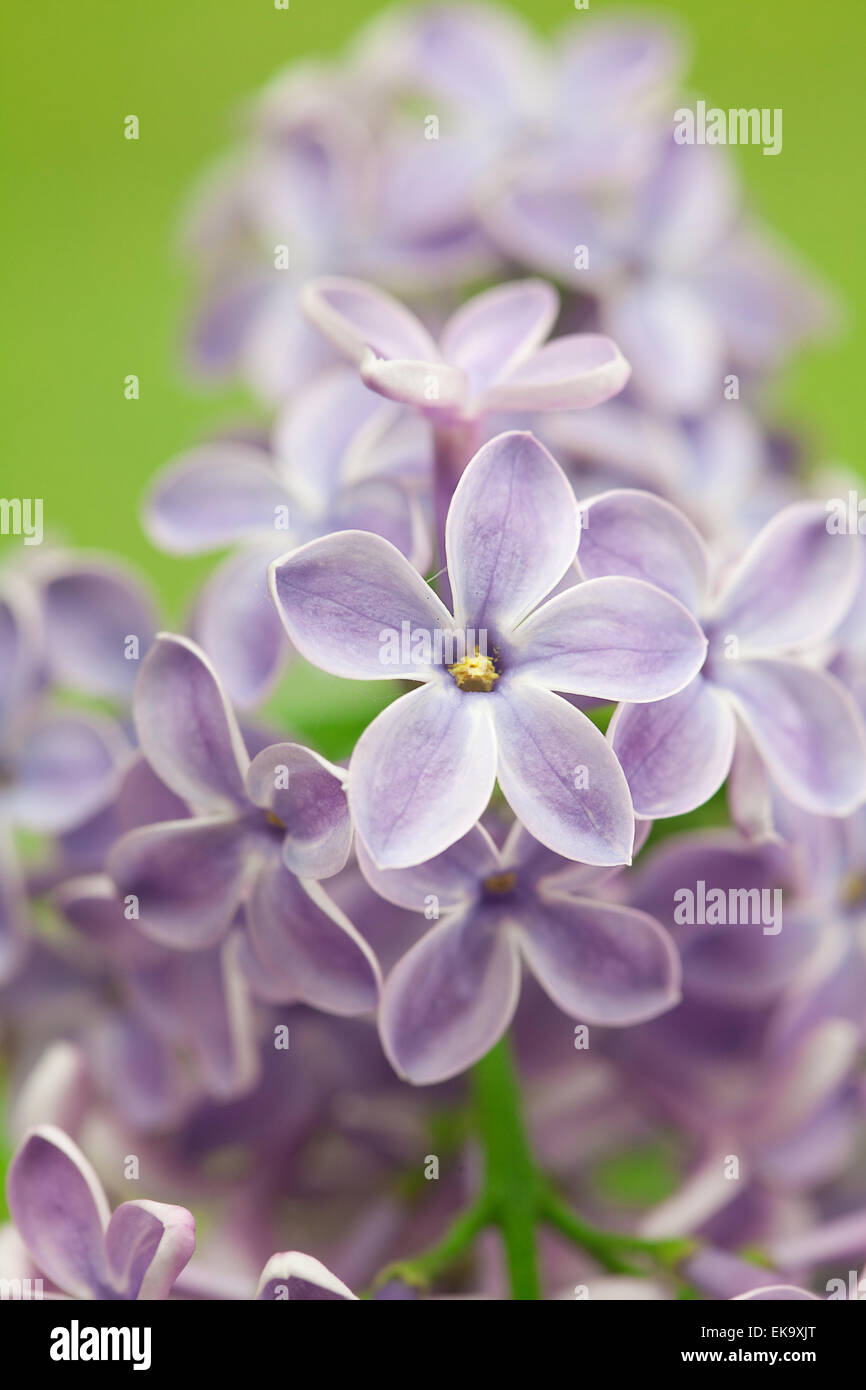 bushes of a blooming spring lilac Stock Photo - Alamy