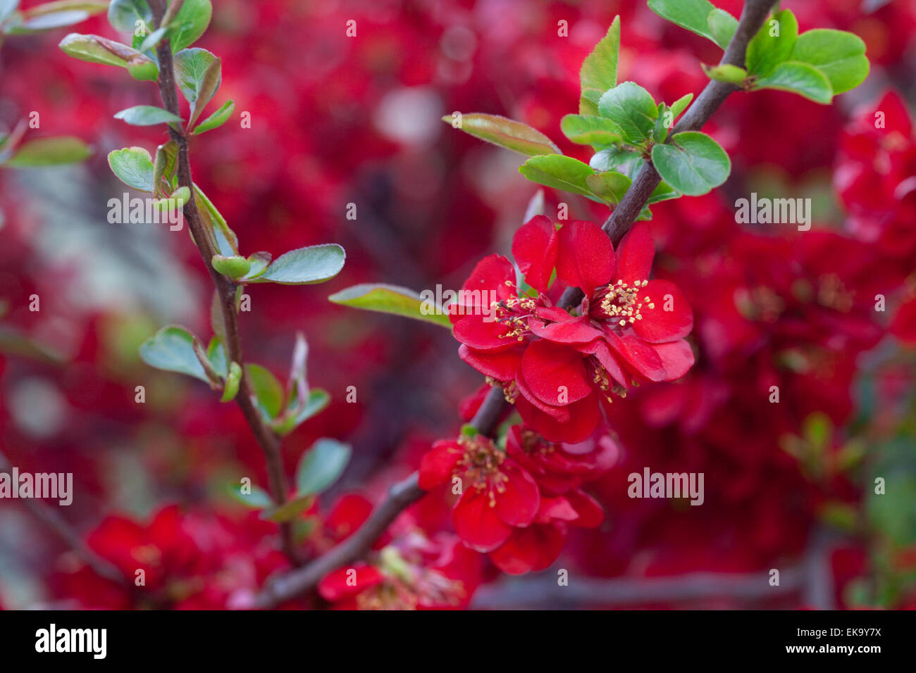 red flowers on a tree branch Stock Photo - Alamy