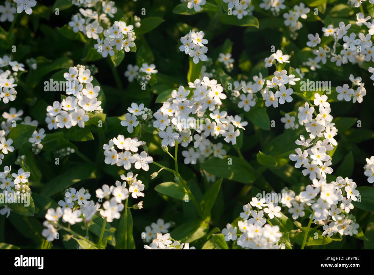 white flowers on a tree branch Stock Photo - Alamy