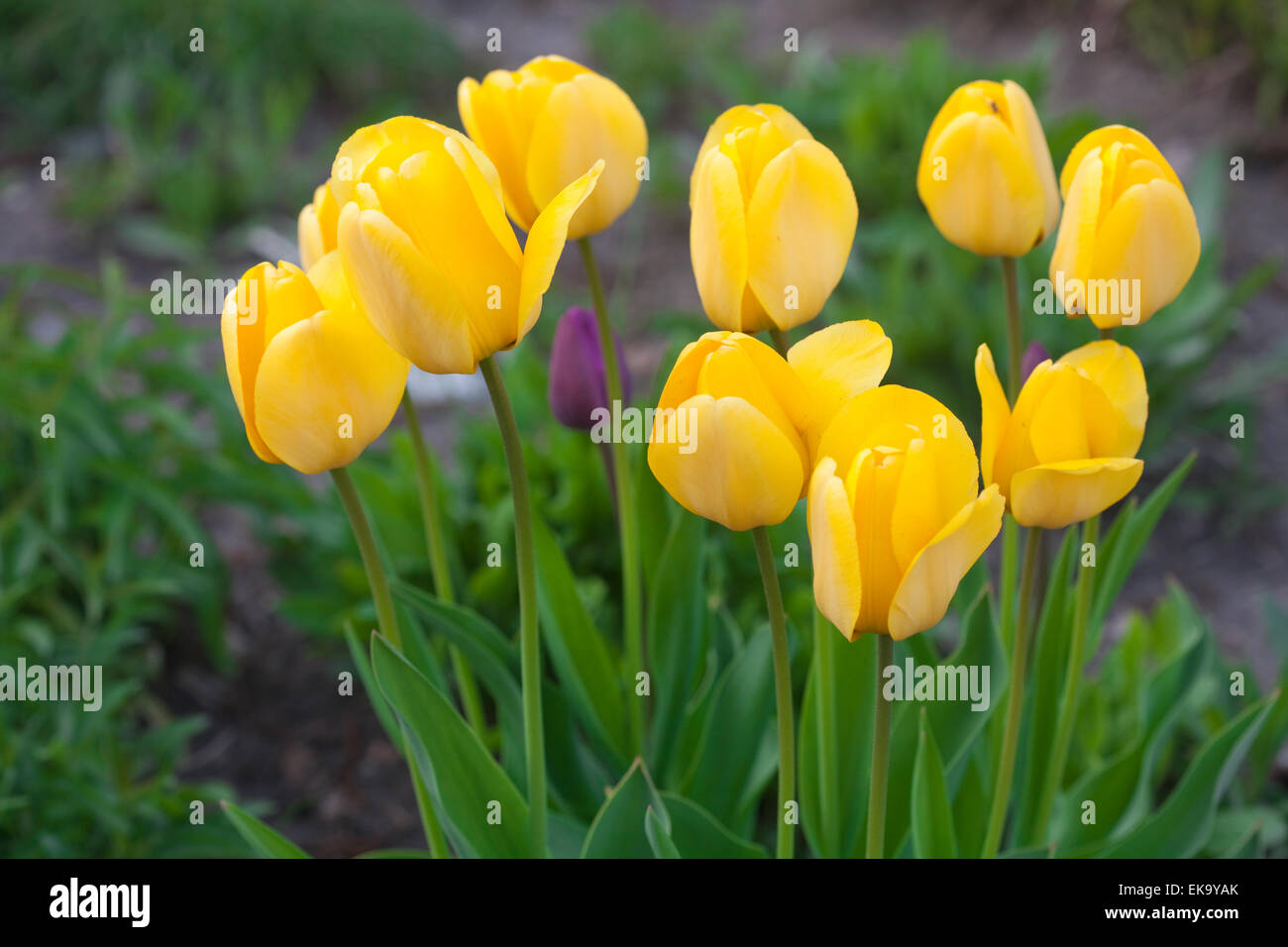 beautiful yellow tulips in city park Stock Photo - Alamy