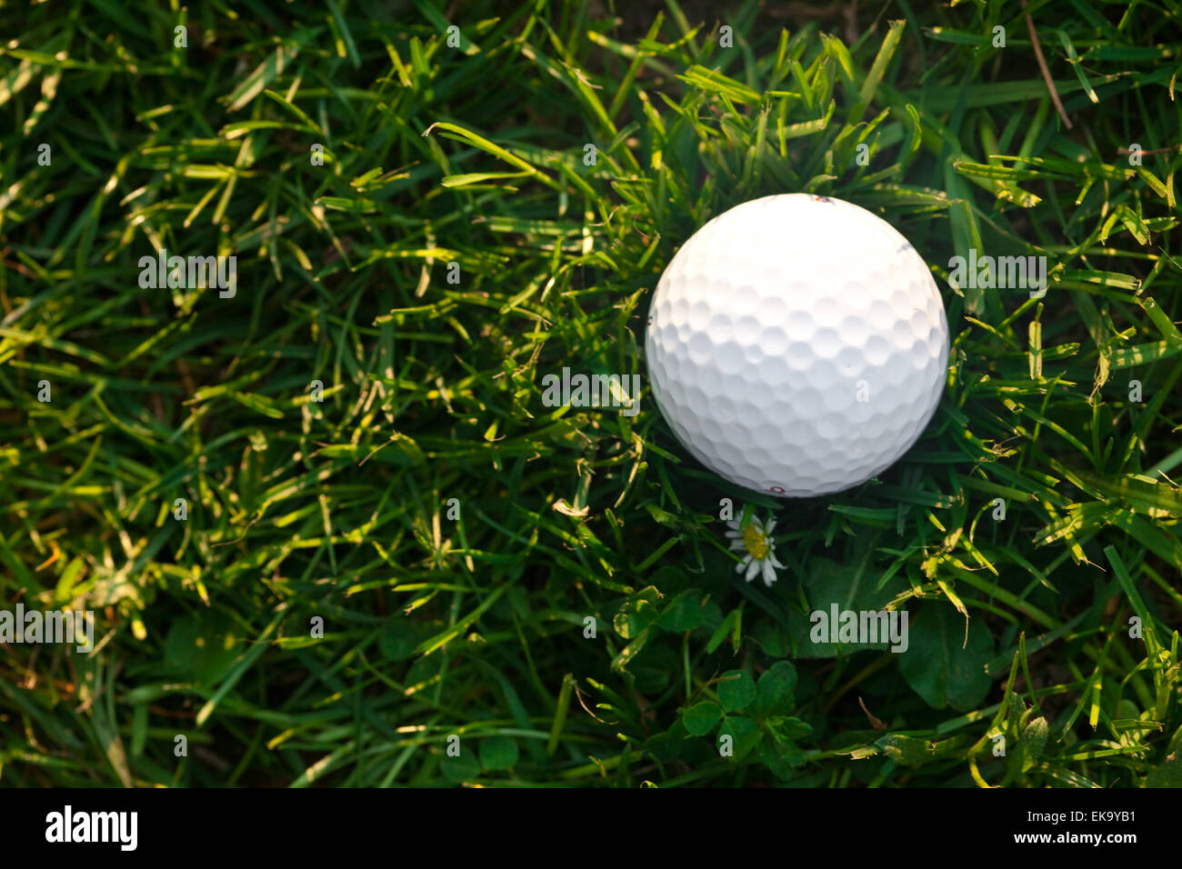 background of spring green grass and golf ball Stock Photo - Alamy