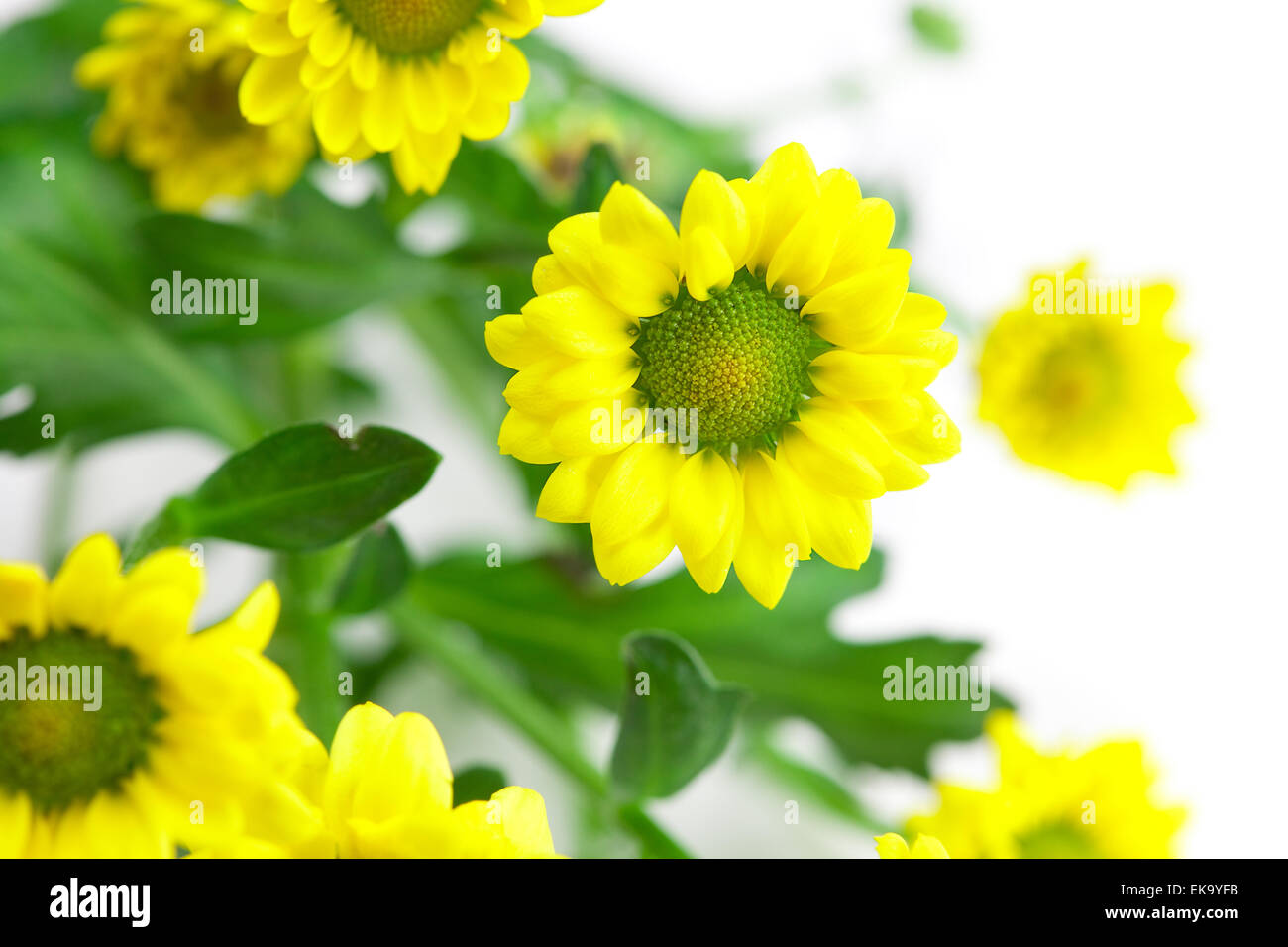 yellow daisies isolated on white Stock Photo - Alamy
